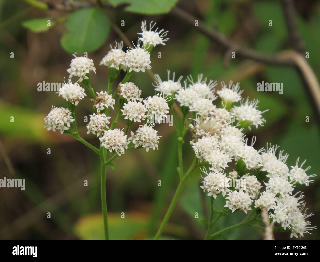white snakeroot (Ageratina altissima) Plantae Stock Photo - Alamy