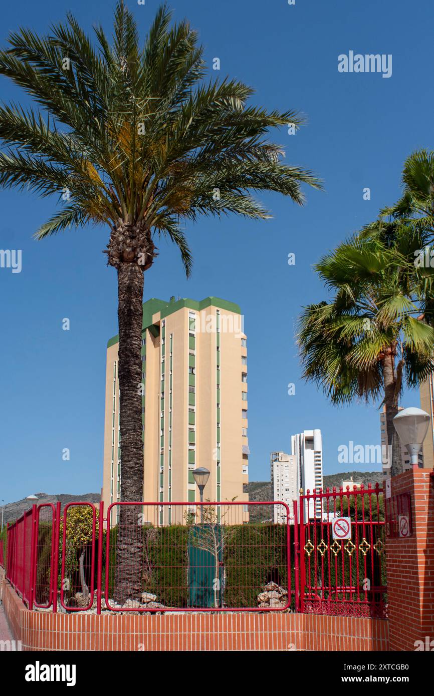 Skyscrapers and palm trees in Benidorm, Alicante province, Spain Stock ...