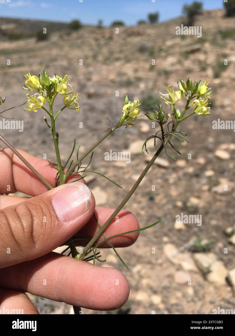 Tall Tumblemustard (Sisymbrium altissimum) Plantae Stock Photo - Alamy
