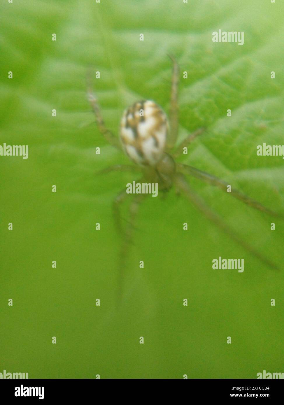 Cricket-bat Orbweaver (Mangora acalypha) Arachnida Stock Photo - Alamy