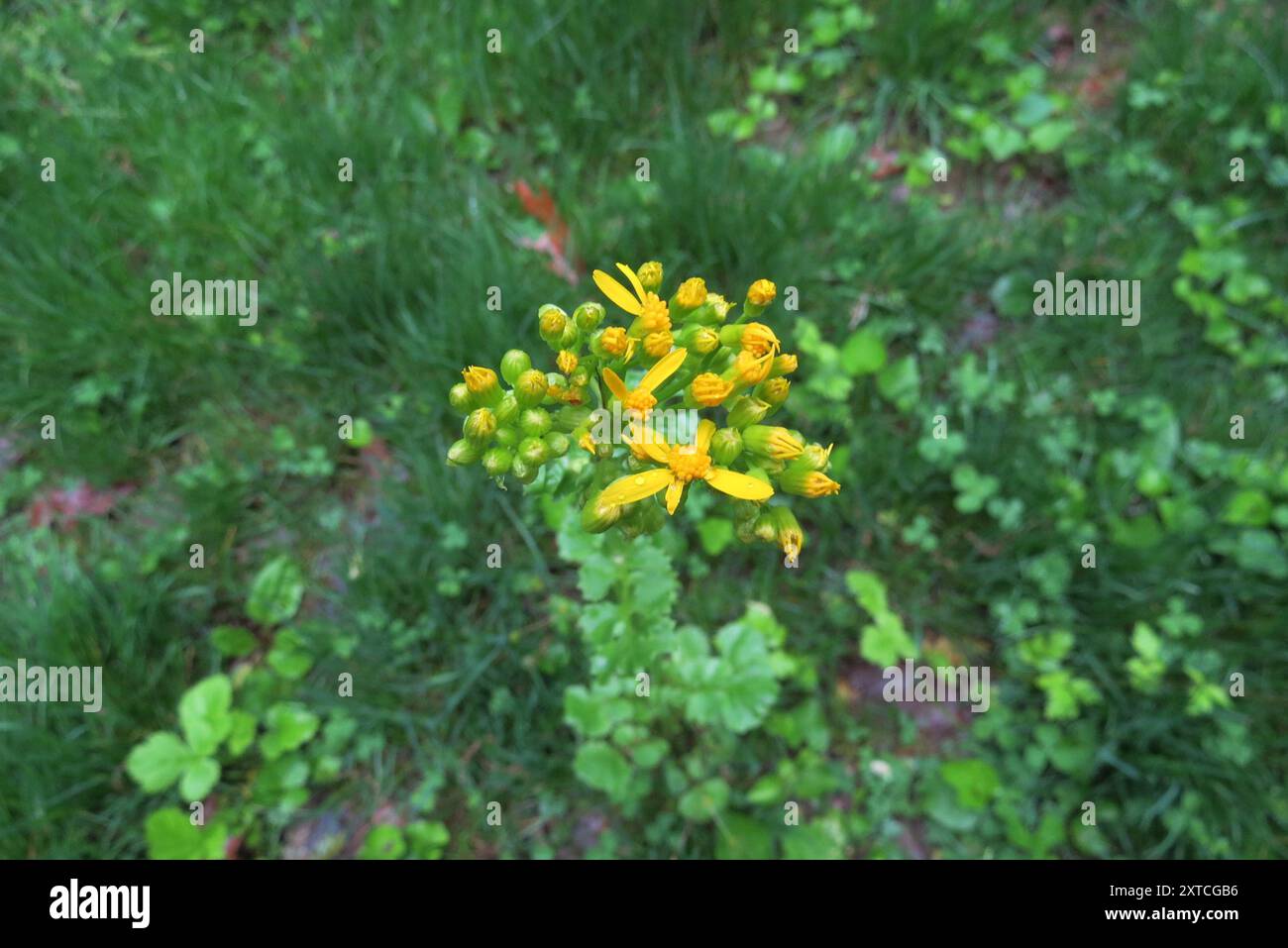 Butterweed (Packera glabella) Plantae Stock Photo - Alamy