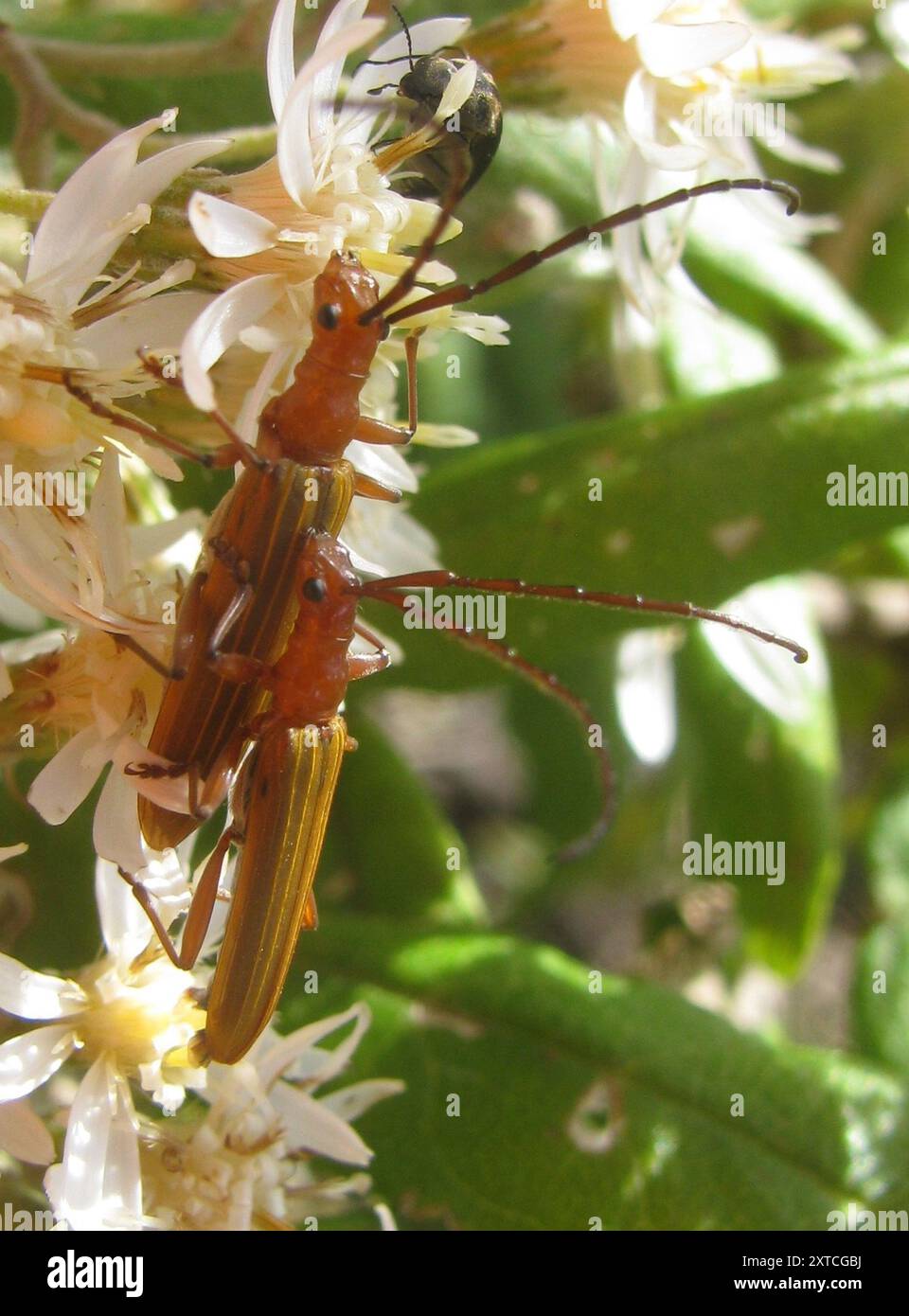 Stenoderus hi-res stock photography and images - Alamy