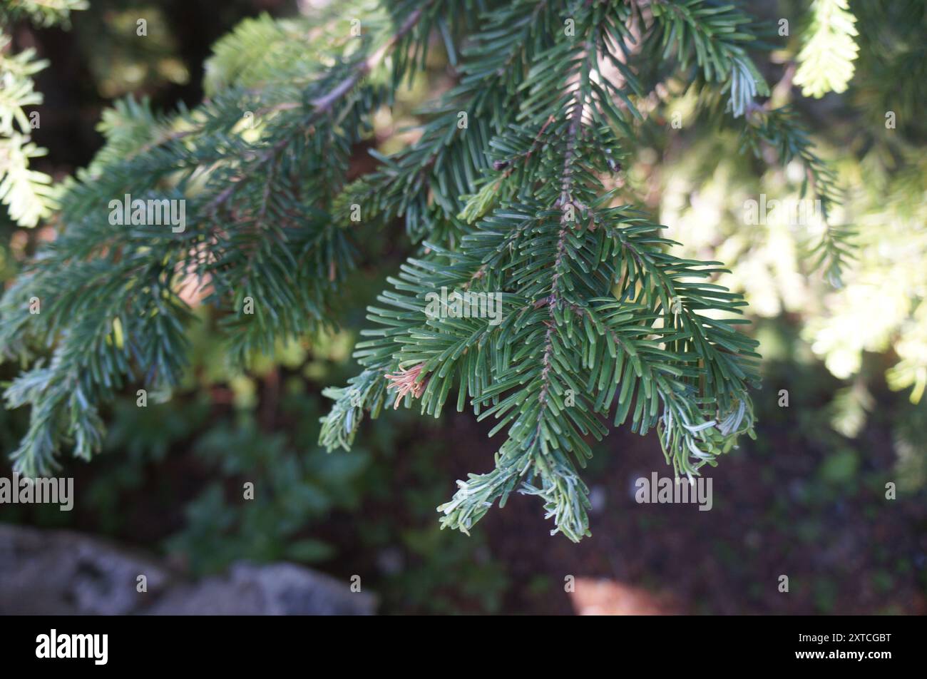 Pacific silver fir (Abies amabilis) Plantae Stock Photo - Alamy