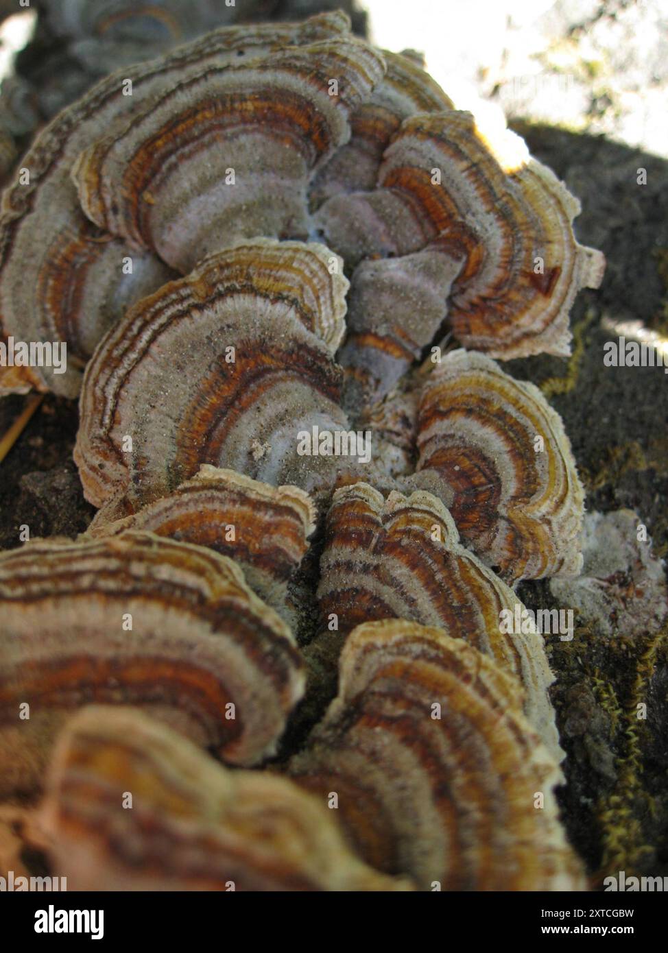 turkey-tail (Trametes versicolor) Fungi Stock Photo - Alamy