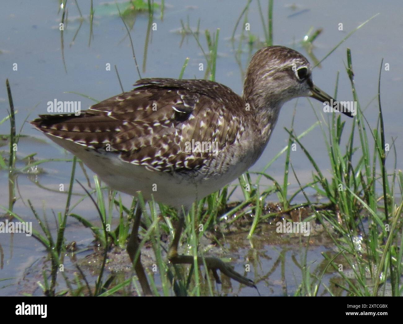 Wood Sandpiper (Tringa glareola) Aves Stock Photo - Alamy