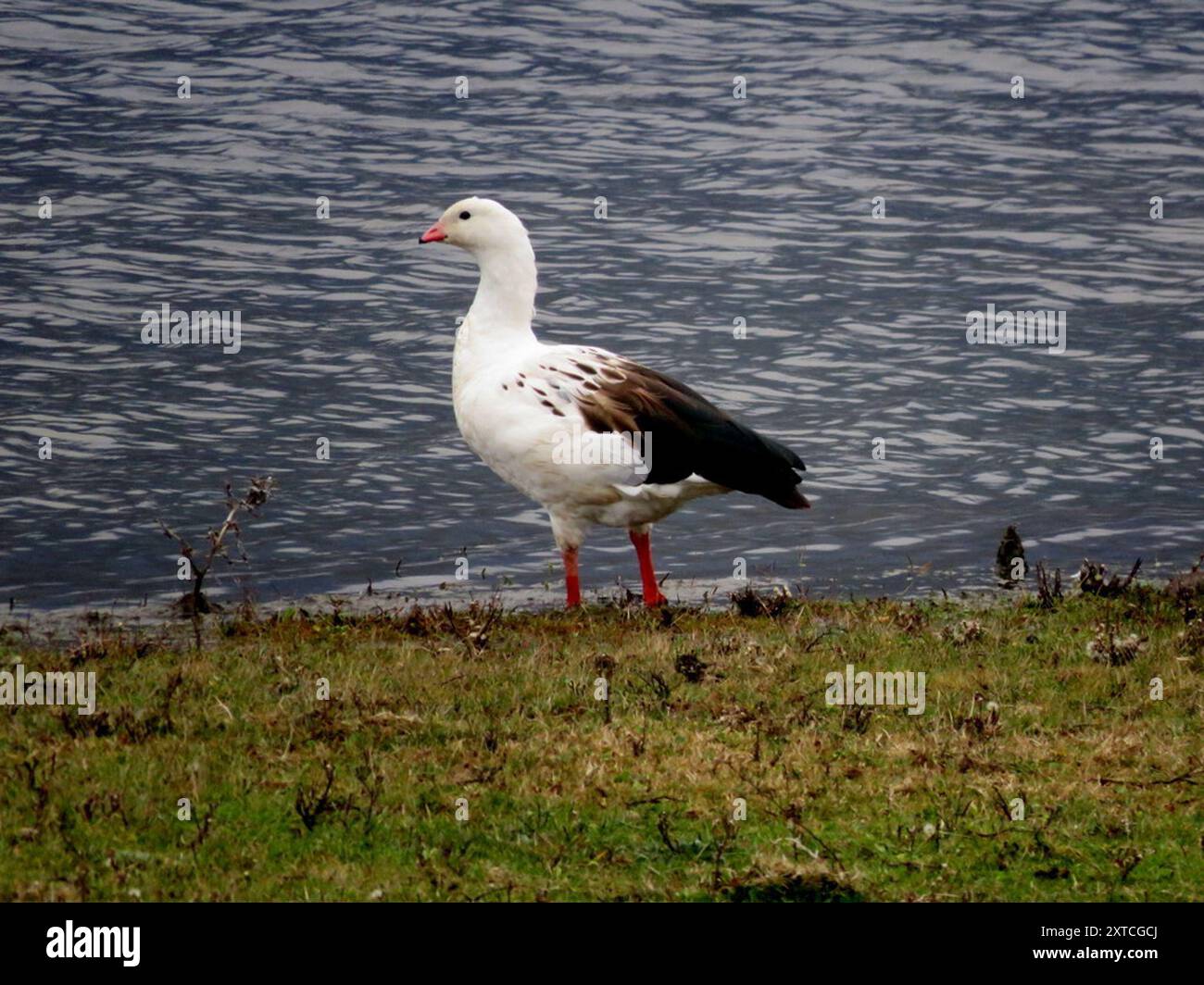 Andean Goose (Oressochen melanopterus) Aves Stock Photo - Alamy