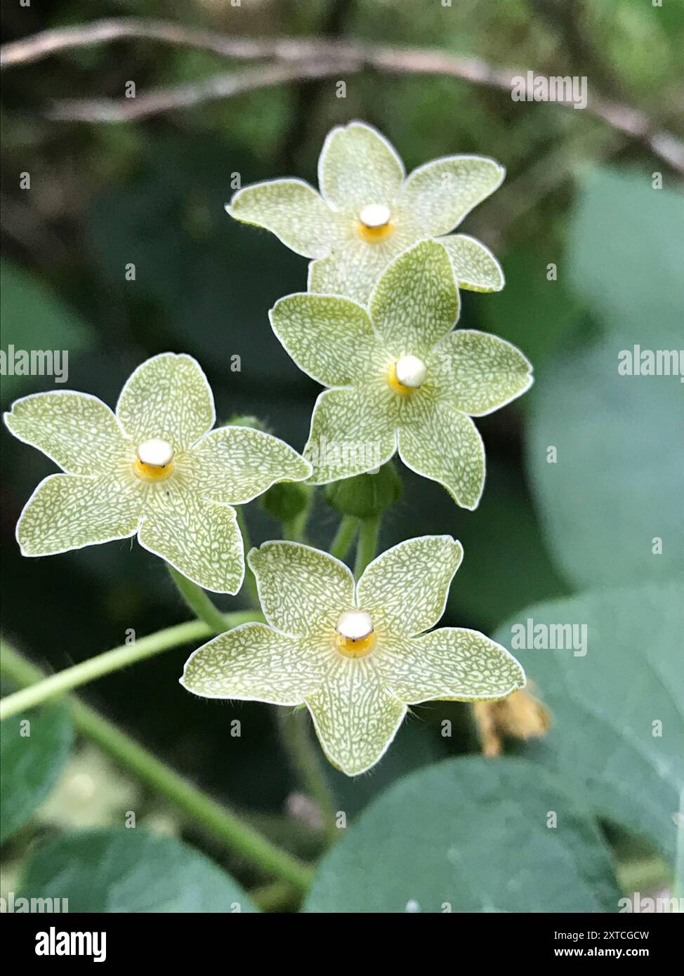 Pearl Milkweed (Matelea reticulata) Plantae Stock Photo - Alamy