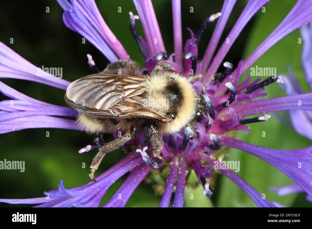 Field Cuckoo Bumble bee (Bombus campestris) Insecta Stock Photo - Alamy