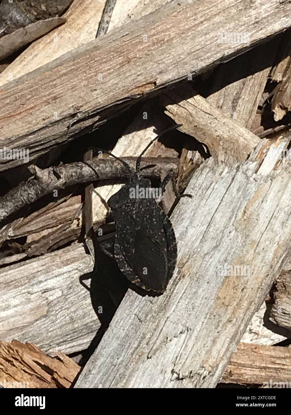 True Bugs (Heteroptera) Insecta Stock Photo - Alamy