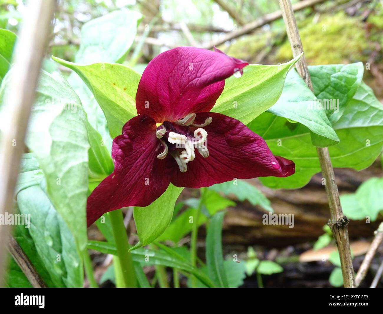 red trillium (Trillium erectum) Plantae Stock Photo - Alamy