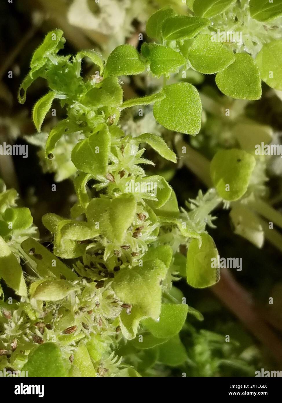 Pennsylvania pellitory (Parietaria pensylvanica) Plantae Stock Photo ...