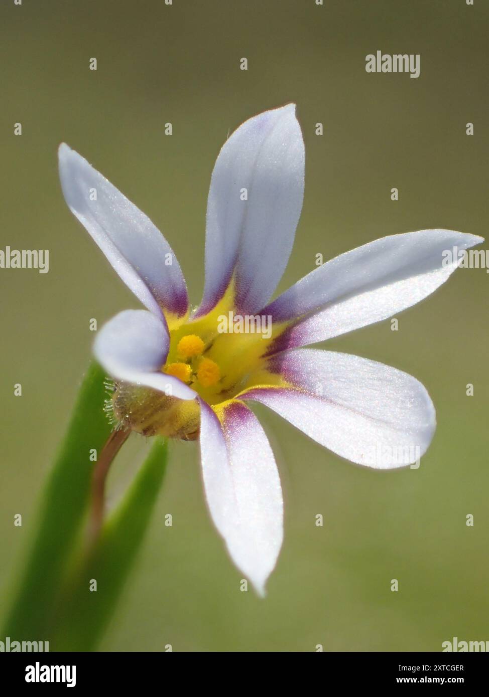Blue Pigroot (Sisyrinchium micranthum) Plantae Stock Photo - Alamy