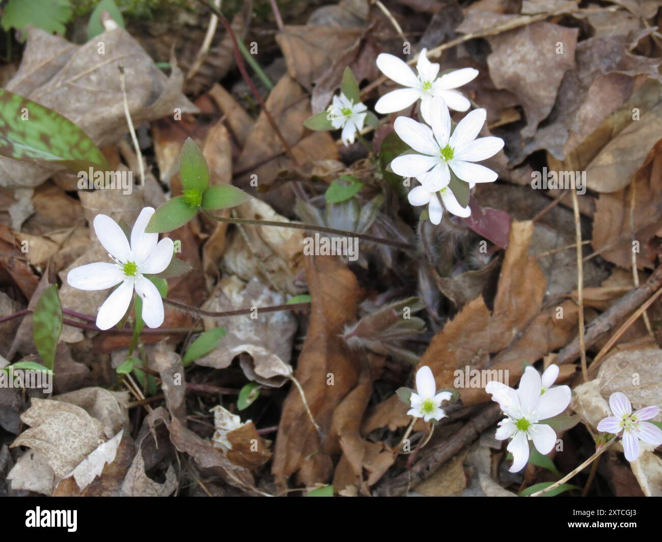 sharp-lobed hepatica (Hepatica acutiloba) Plantae Stock Photo - Alamy