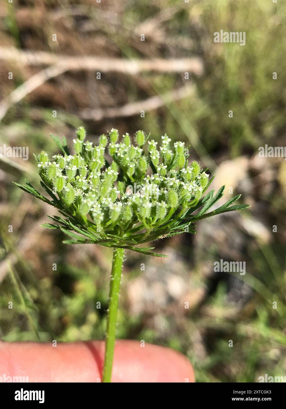 American wild carrot (Daucus pusillus) Plantae Stock Photo - Alamy