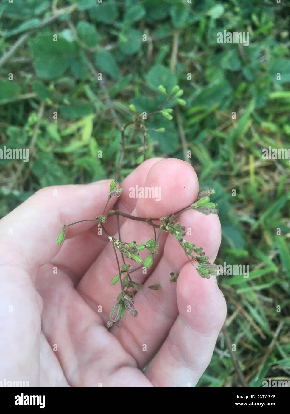 Spiderlings (Boerhavia) Plantae Stock Photo - Alamy