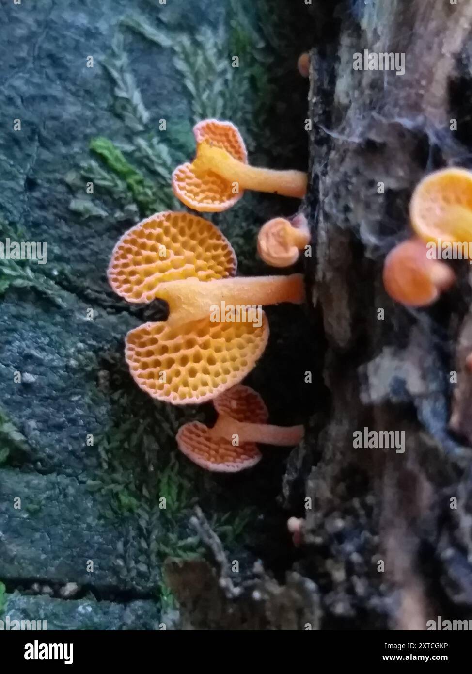 orange pore fungus (Favolaschia claudopus) Fungi Stock Photo - Alamy