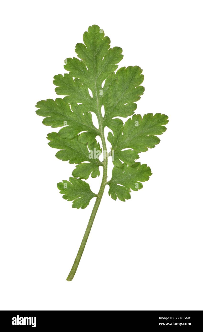 Feverfew - Tanacetum parthenium Stock Photo - Alamy