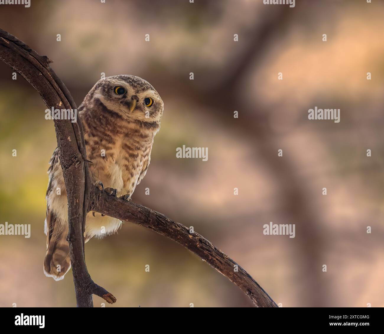 Owl looking down hi-res stock photography and images - Alamy