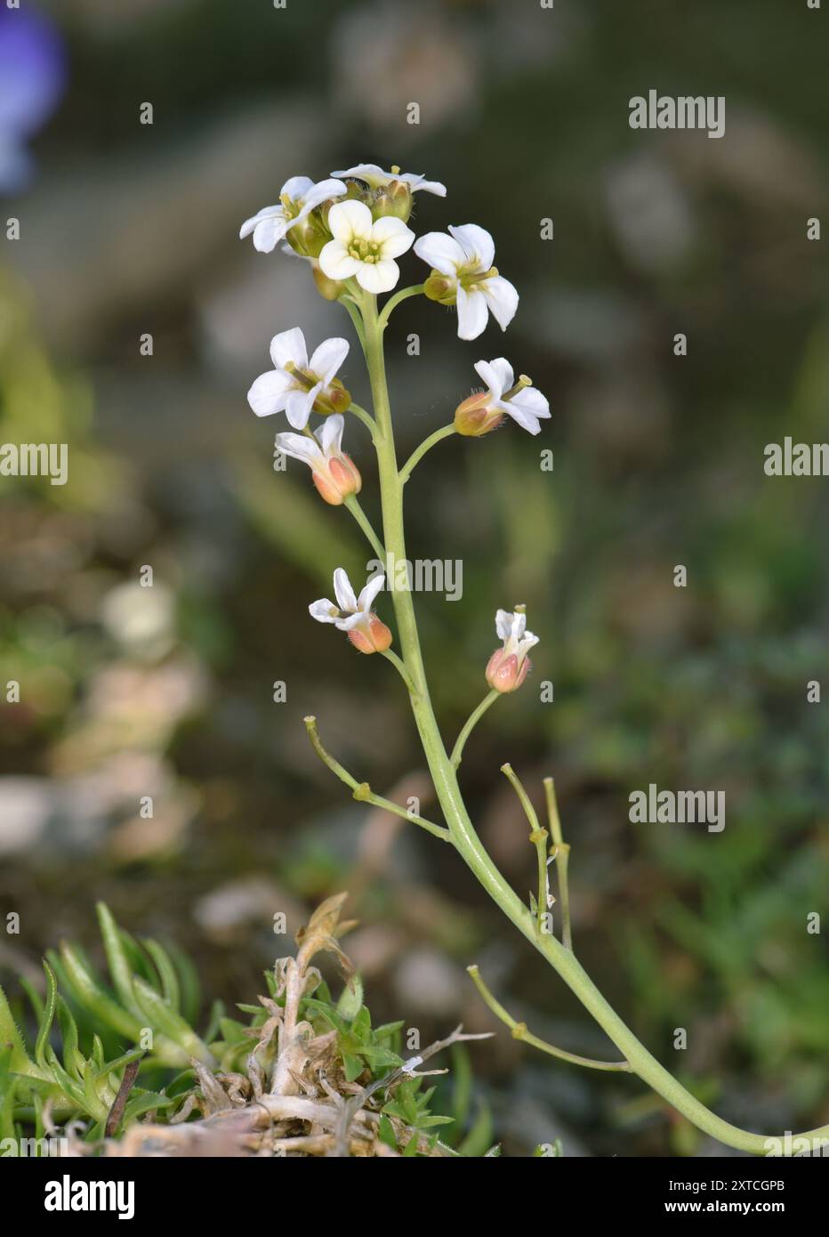 Northern Rock-cress - Arabidopsis petraea Stock Photo - Alamy