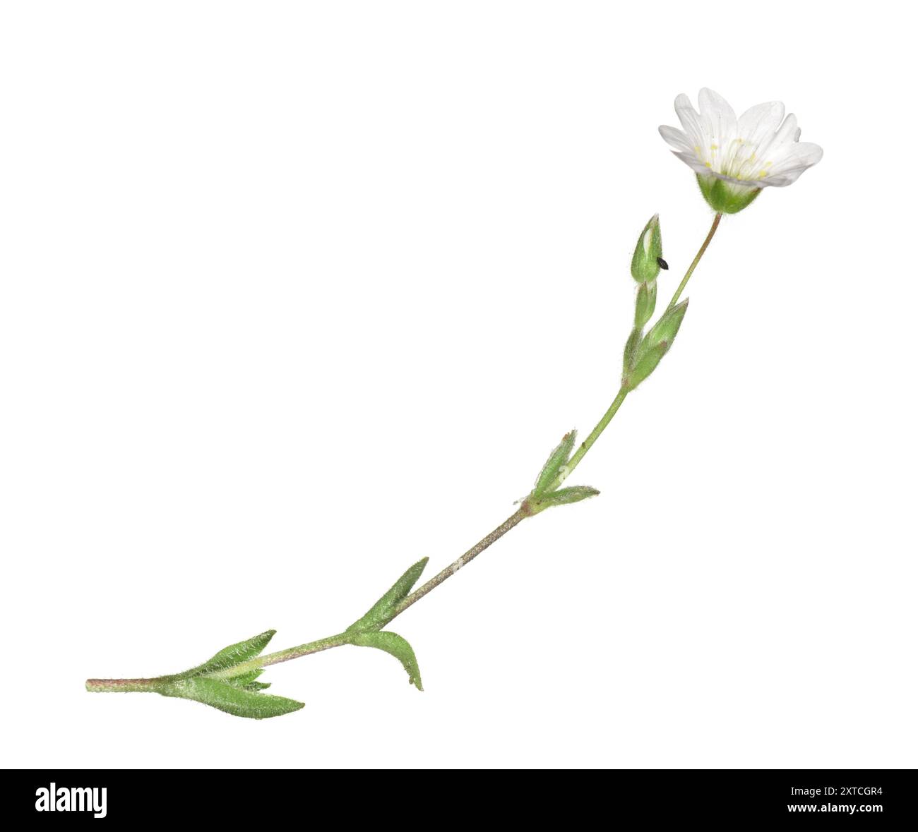 Arctic Mouse-ear - Cerastium nigrescens var. laxum Stock Photo - Alamy