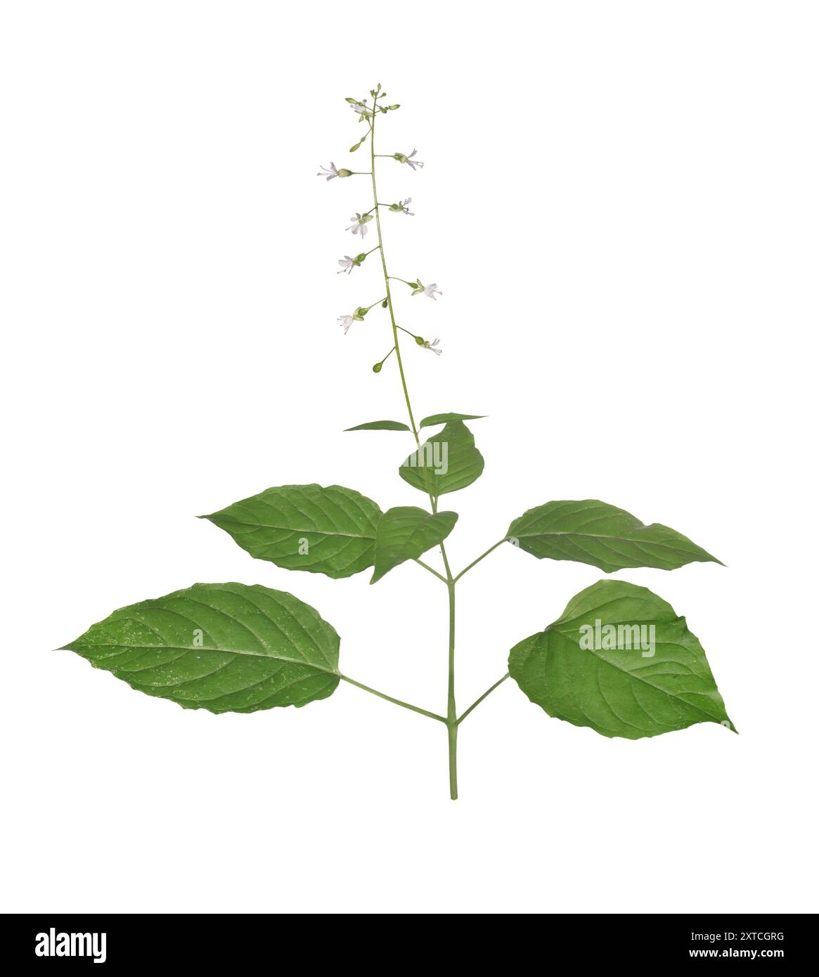 Enchanter's-nightshade - Circaea lutetiana Stock Photo - Alamy