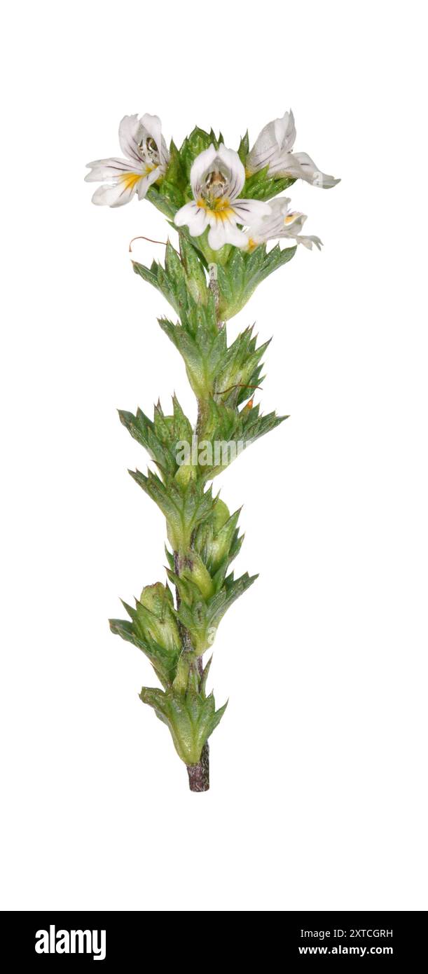 Common Eyebright - Euphrasia nemorosa Stock Photo - Alamy