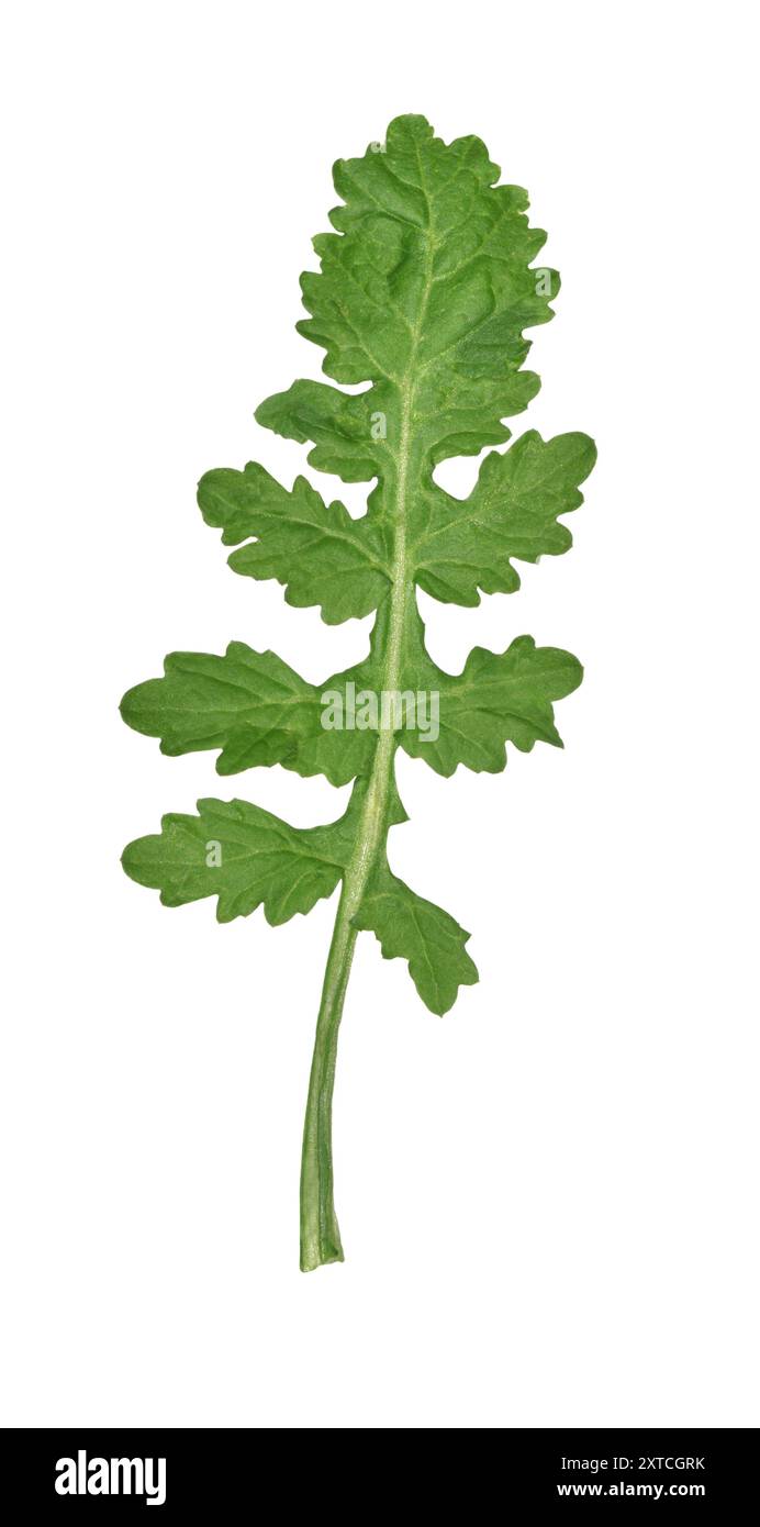 Marsh cress hi-res stock photography and images - Alamy