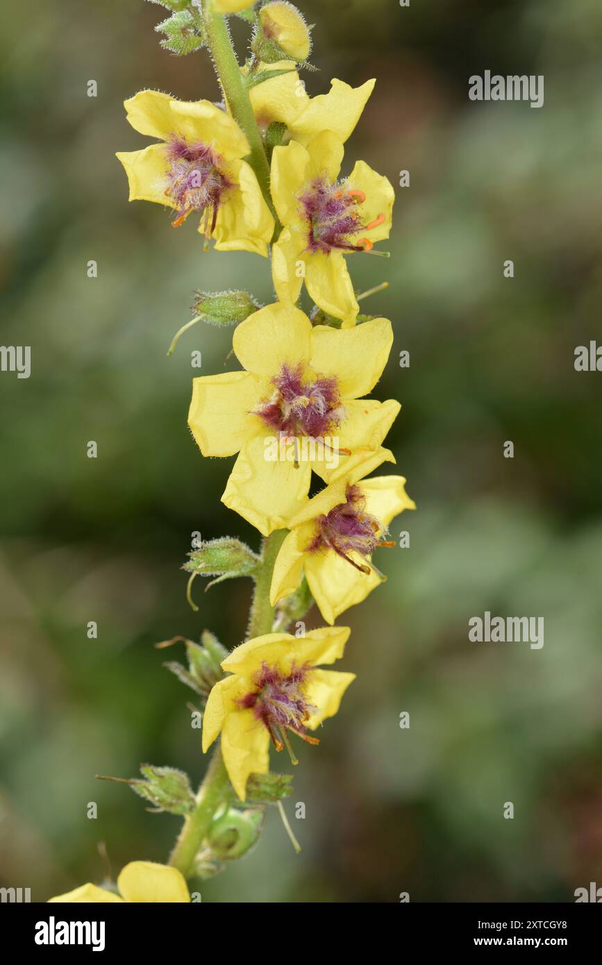 Moth Mullein - Verbascum blattaria Stock Photo - Alamy