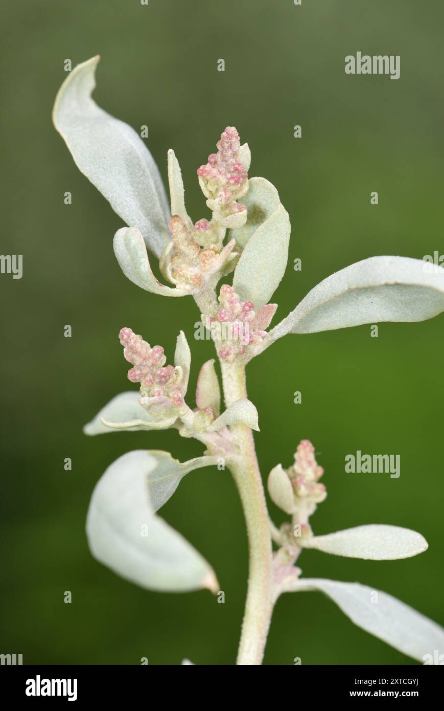 Shrubby Orache - Atriplex halimus Stock Photo - Alamy