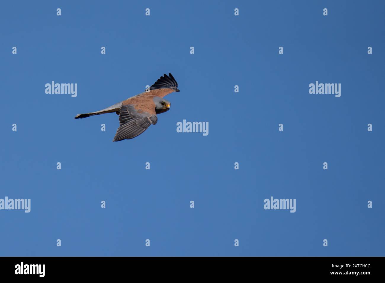 Male lesser kestrel (Falco naumanni) in flight Photographed in Israel ...