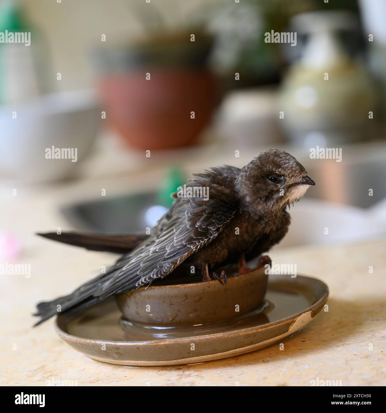 common swift (Apus apus) orphaned fledgeling before taken for ...