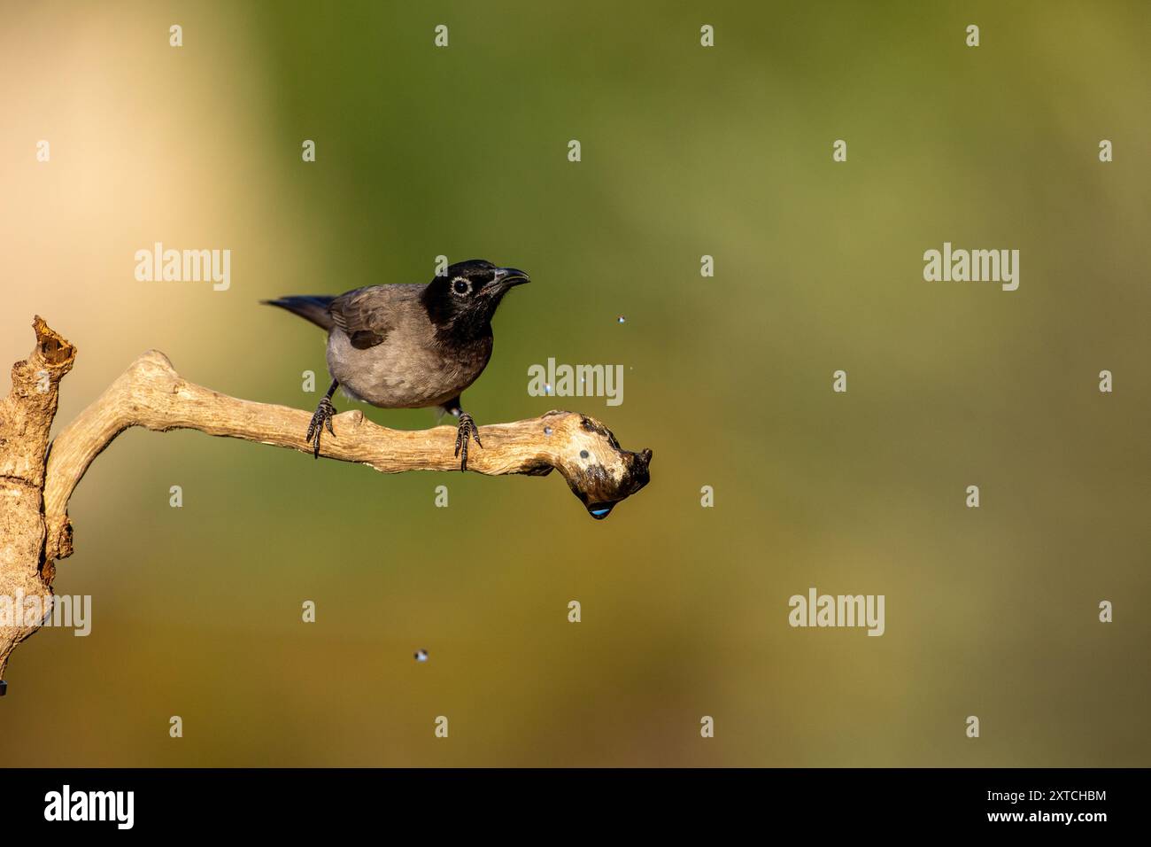 Black eyed bulbul hi-res stock photography and images - Alamy