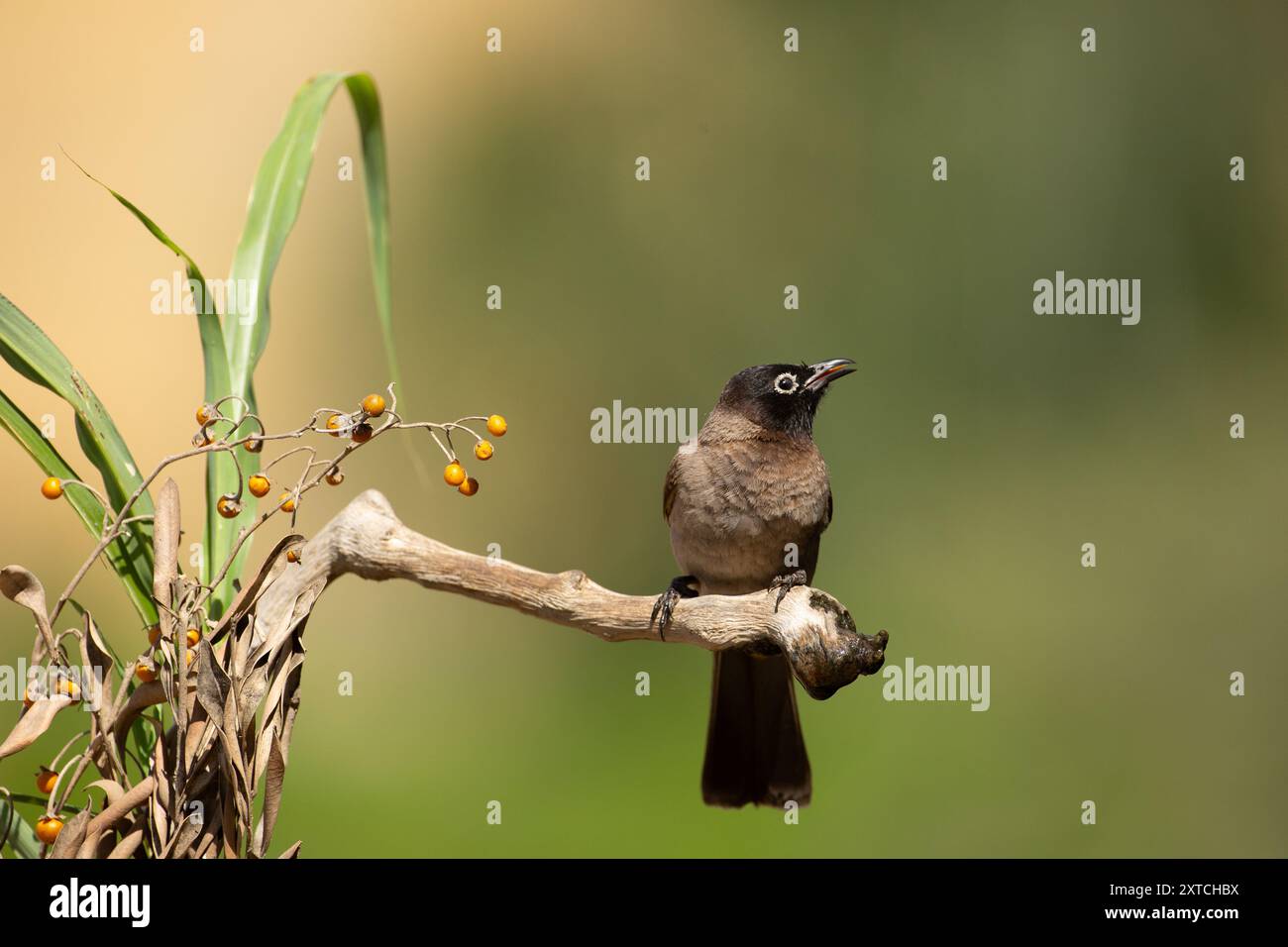 Black eyed bulbul hi-res stock photography and images - Alamy