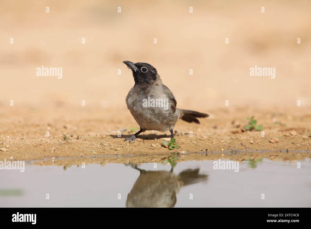 white-spectacled bulbul (Pycnonotus xanthopygos) بلبل أصفر العجز drinks ...