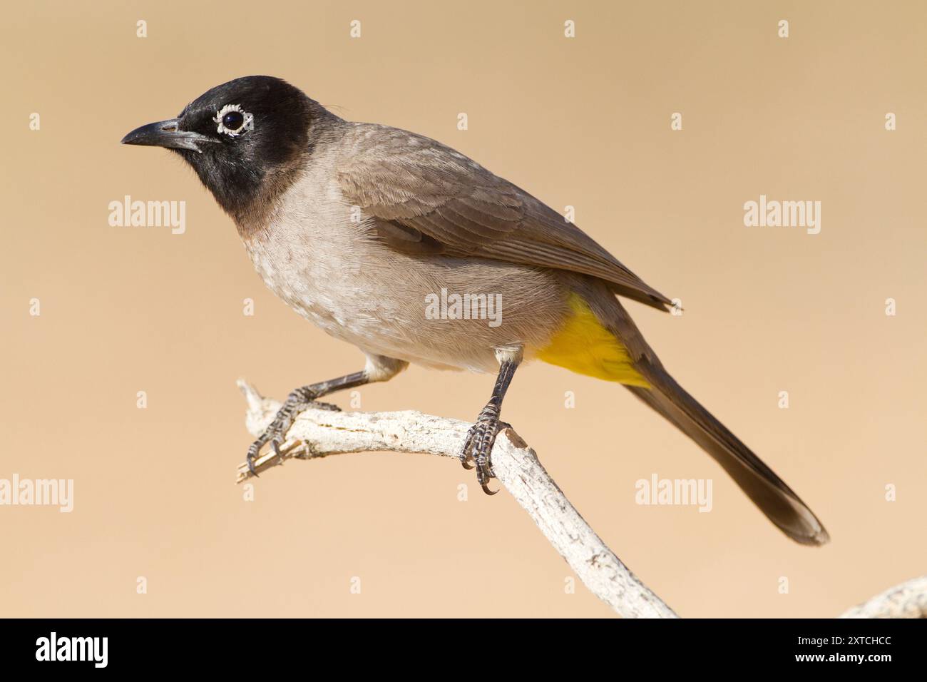 Black eyed bulbul hi-res stock photography and images - Alamy