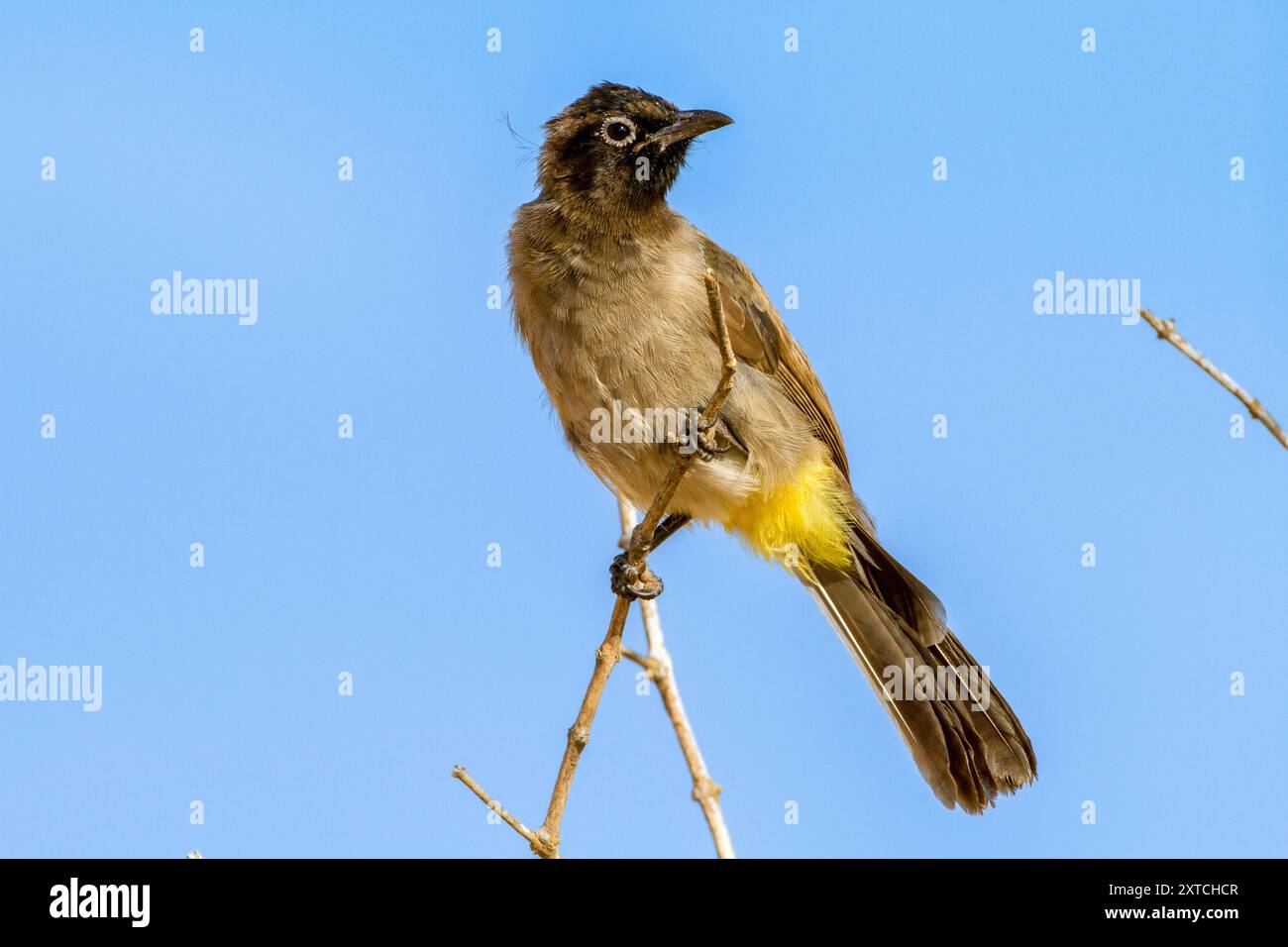Black eyed bulbul hi-res stock photography and images - Alamy