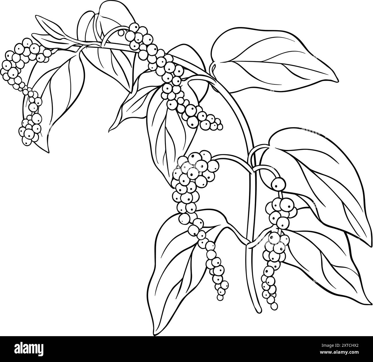 Black Pepper Branch Outline Illustration Stock Vector Image & Art - Alamy