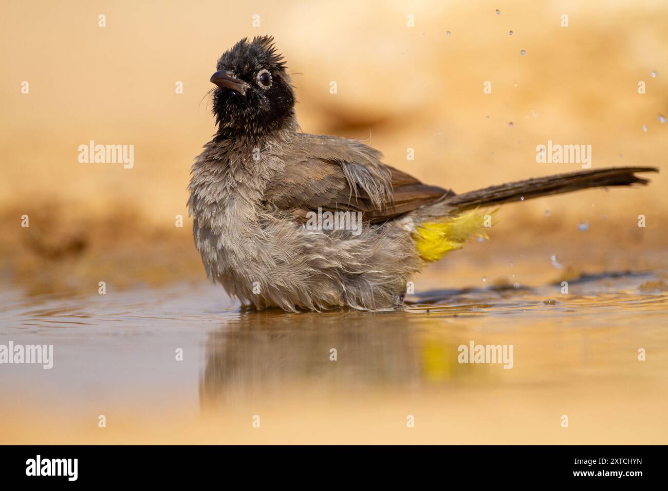 white-spectacled bulbul (Pycnonotus xanthopygos) بلبل أصفر العجز Bathes ...