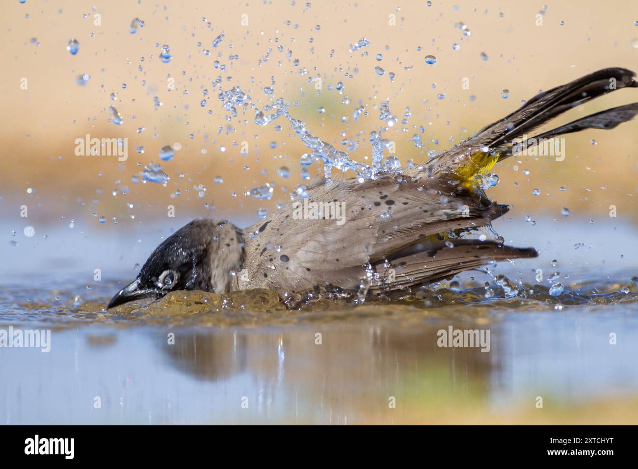 white-spectacled bulbul (Pycnonotus xanthopygos) بلبل أصفر العجز Bathes ...