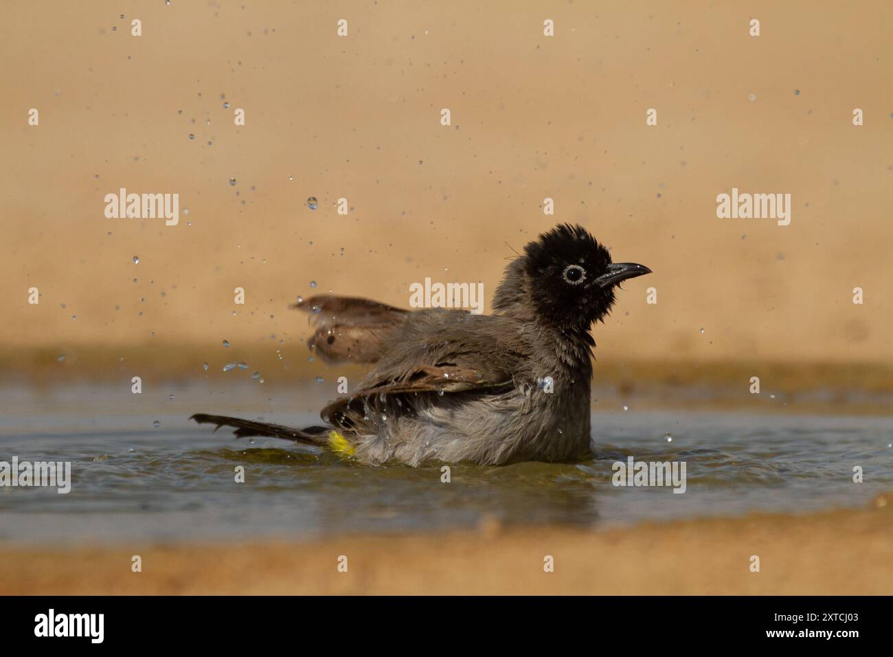 white-spectacled bulbul (Pycnonotus xanthopygos) بلبل أصفر العجز Bathes ...