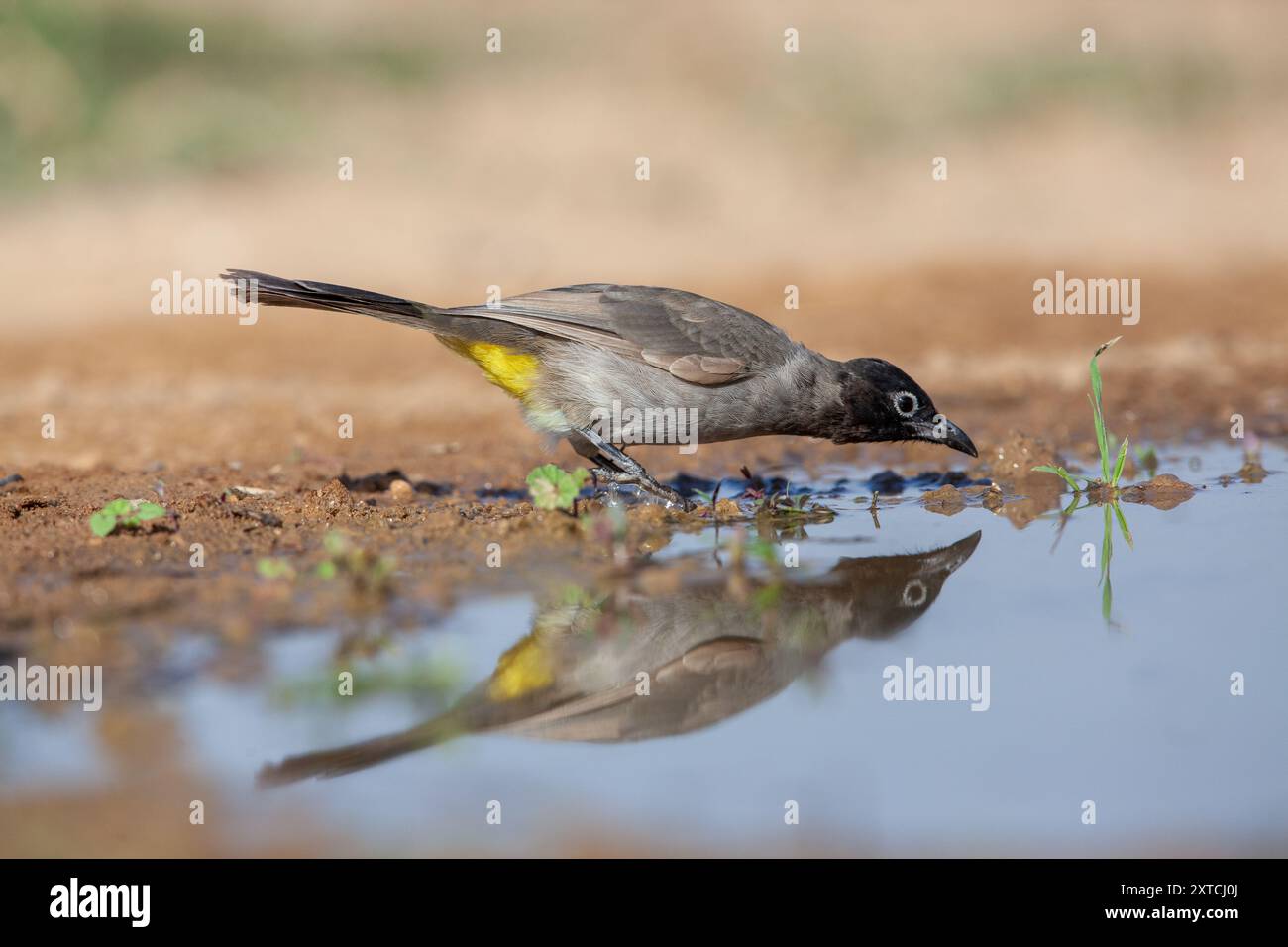 white-spectacled bulbul (Pycnonotus xanthopygos) بلبل أصفر العجز drinks ...