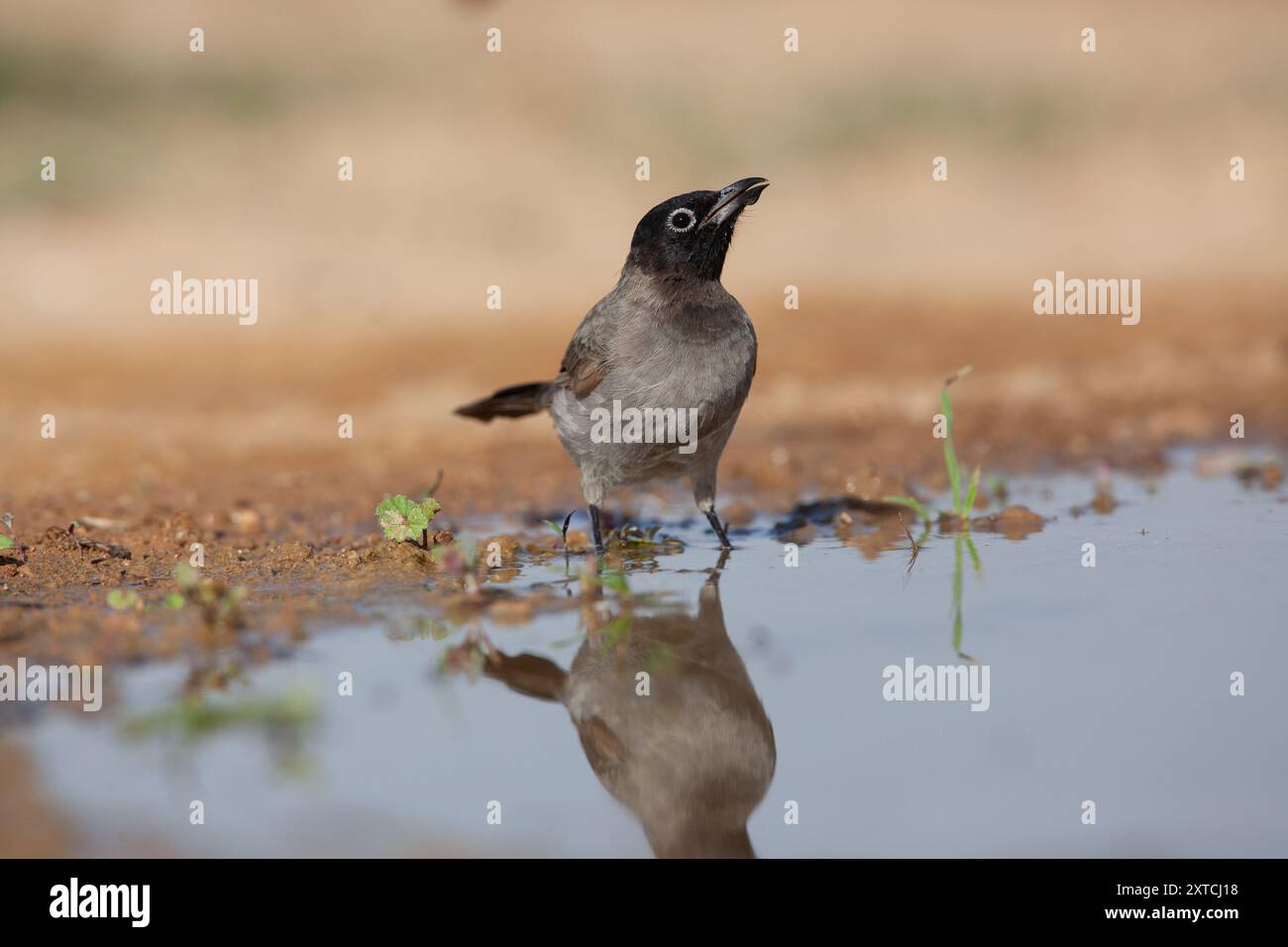 white-spectacled bulbul (Pycnonotus xanthopygos) بلبل أصفر العجز drinks ...