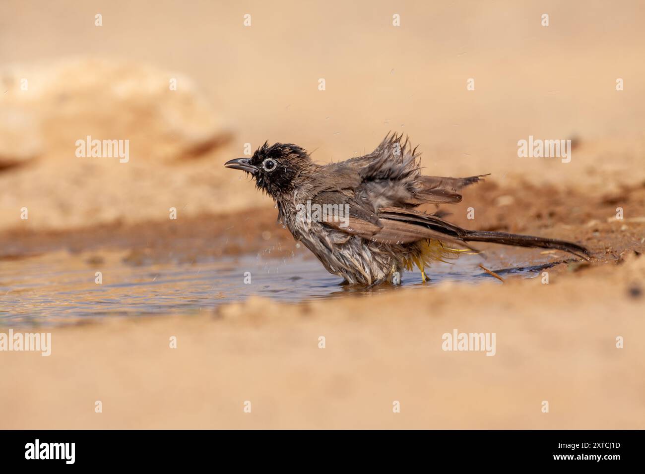 white-spectacled bulbul (Pycnonotus xanthopygos) بلبل أصفر العجز Bathes ...