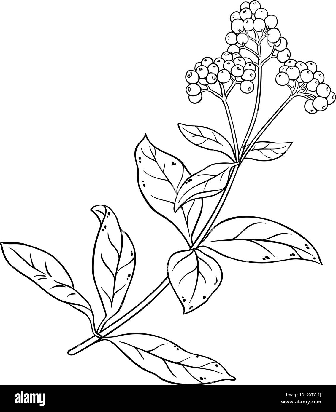 Allspice illustration Black and White Stock Photos & Images - Alamy