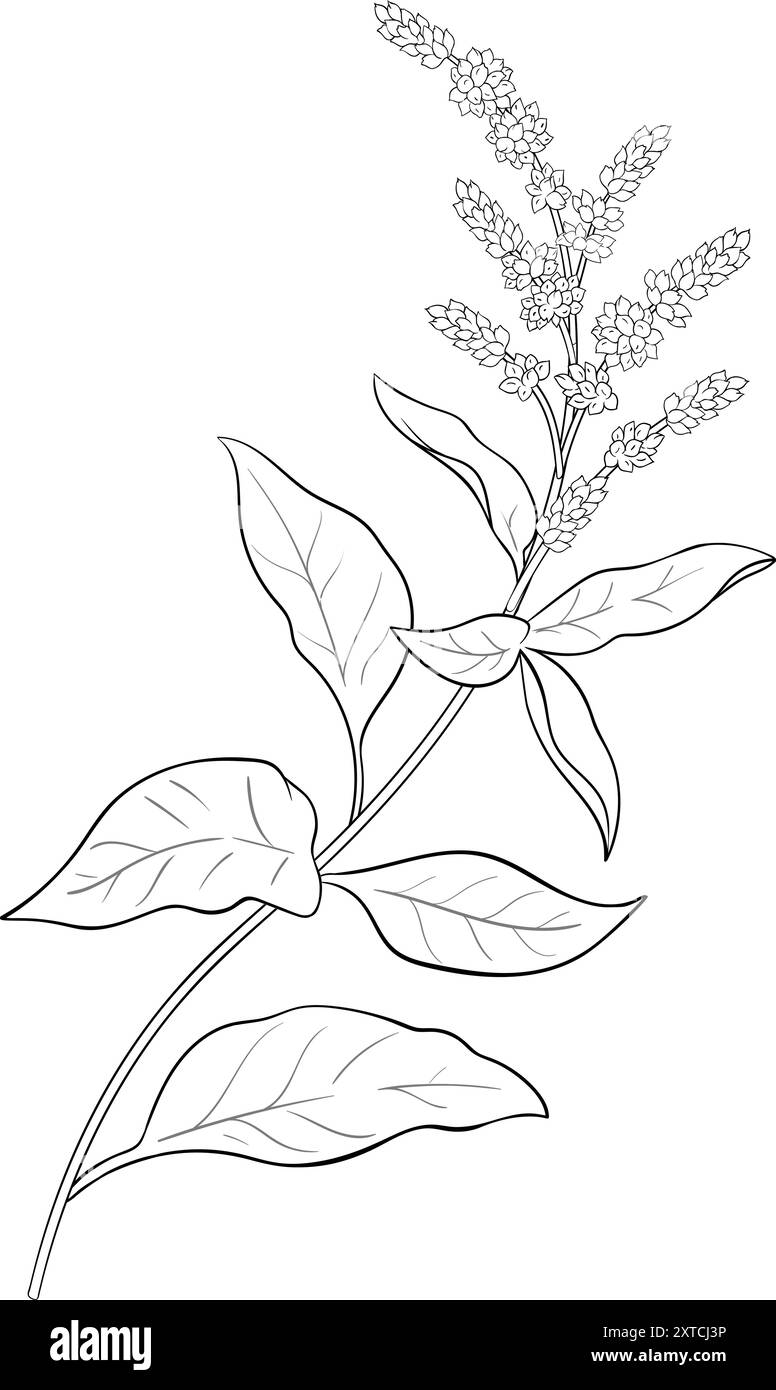 Amaranth Plant with Flowers Outline Illustration Stock Vector Image ...