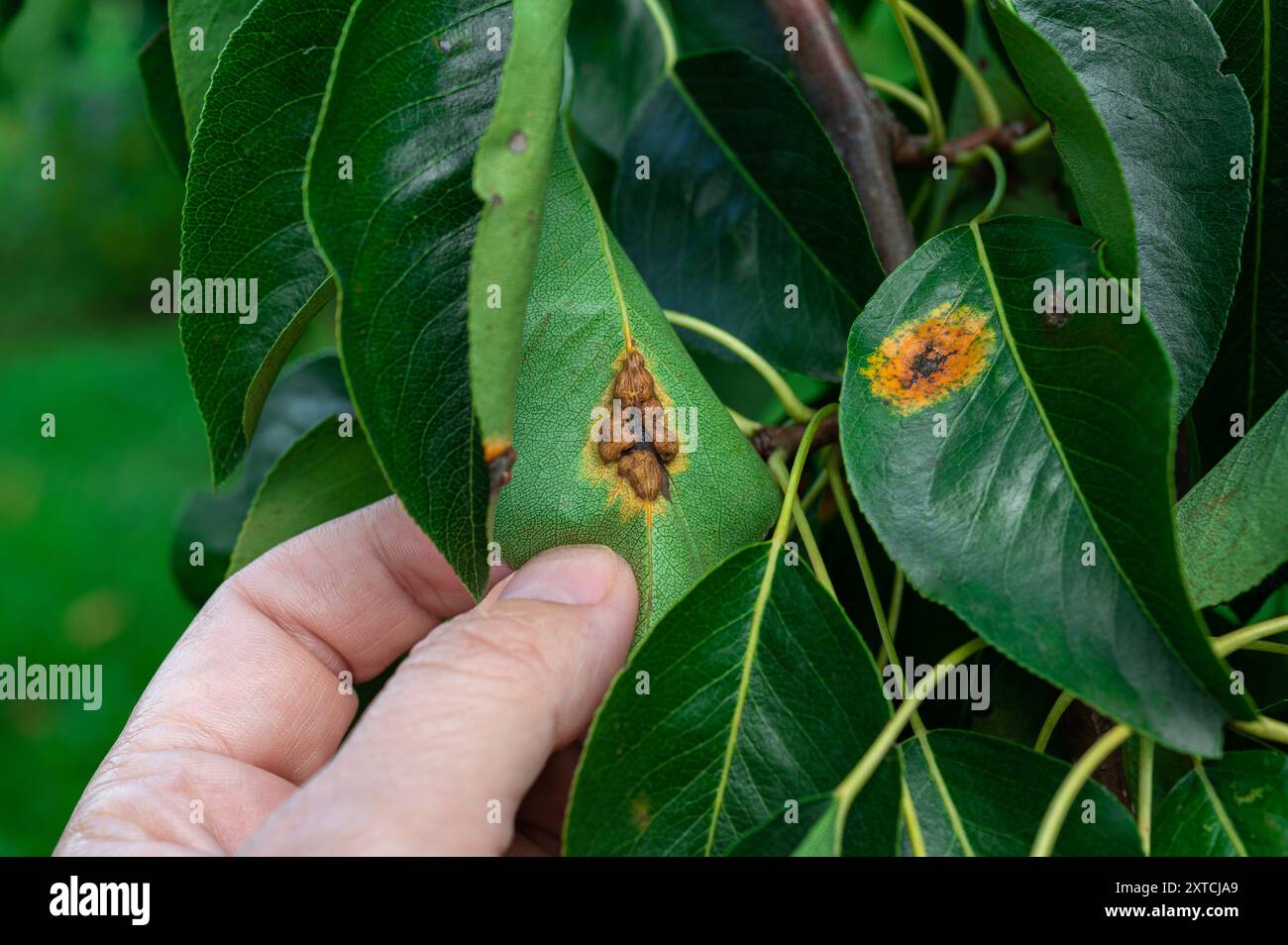 Ecology. Pear diseases. Diseases on pear leaves Stock Photo - Alamy