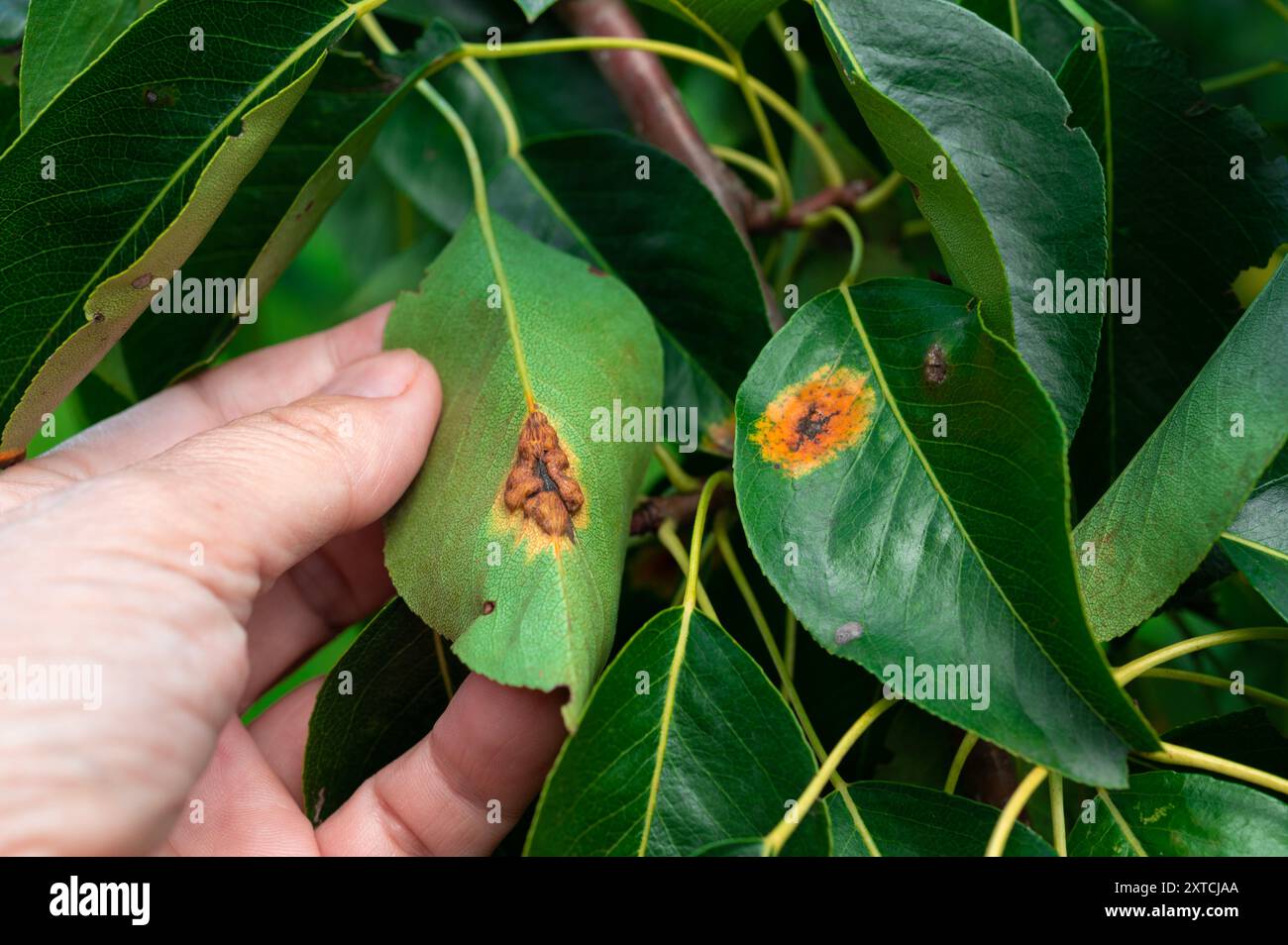 Pear diseases. Diseases on pear leaves Stock Photo - Alamy