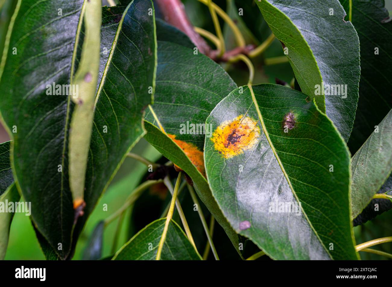Gardening pear rust hi-res stock photography and images - Alamy