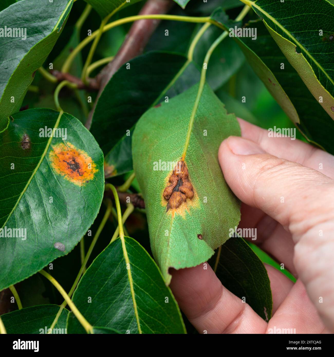 Pear diseases. Diseases on pear leaves Stock Photo - Alamy