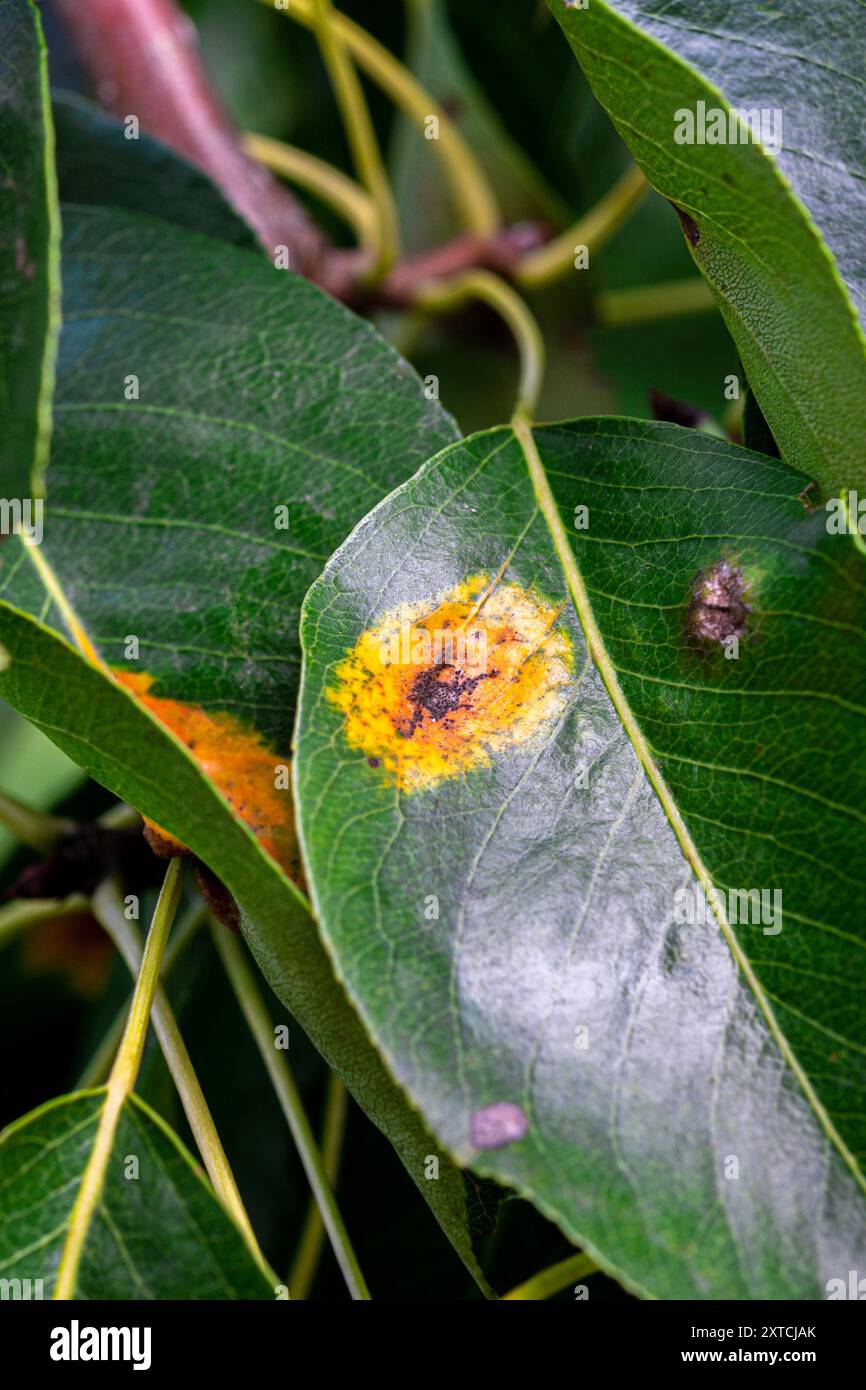Pear diseases. Diseases on pear leaves Stock Photo - Alamy